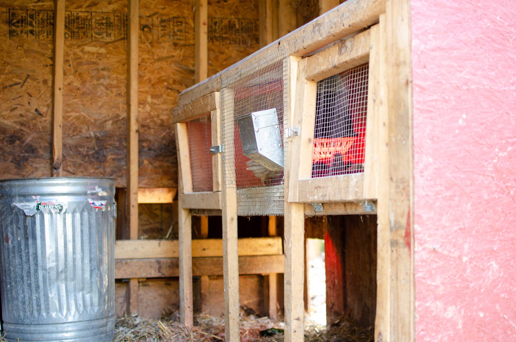 How to Set Up Your Outdoor Chicken Brooder - Backyard Poultry